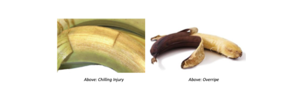 5 Challenges transporting bananas and how to fix them? - Recoupex