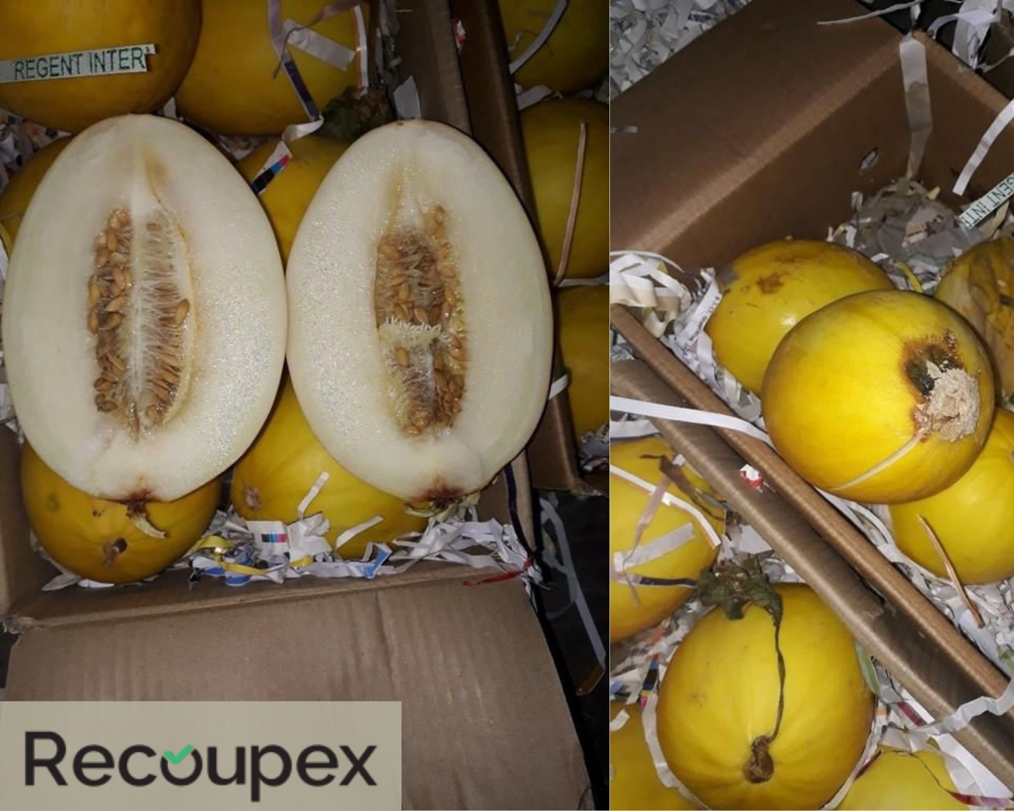 Fresh cargo in reefer containers- How to avoid damage? - Recoupex