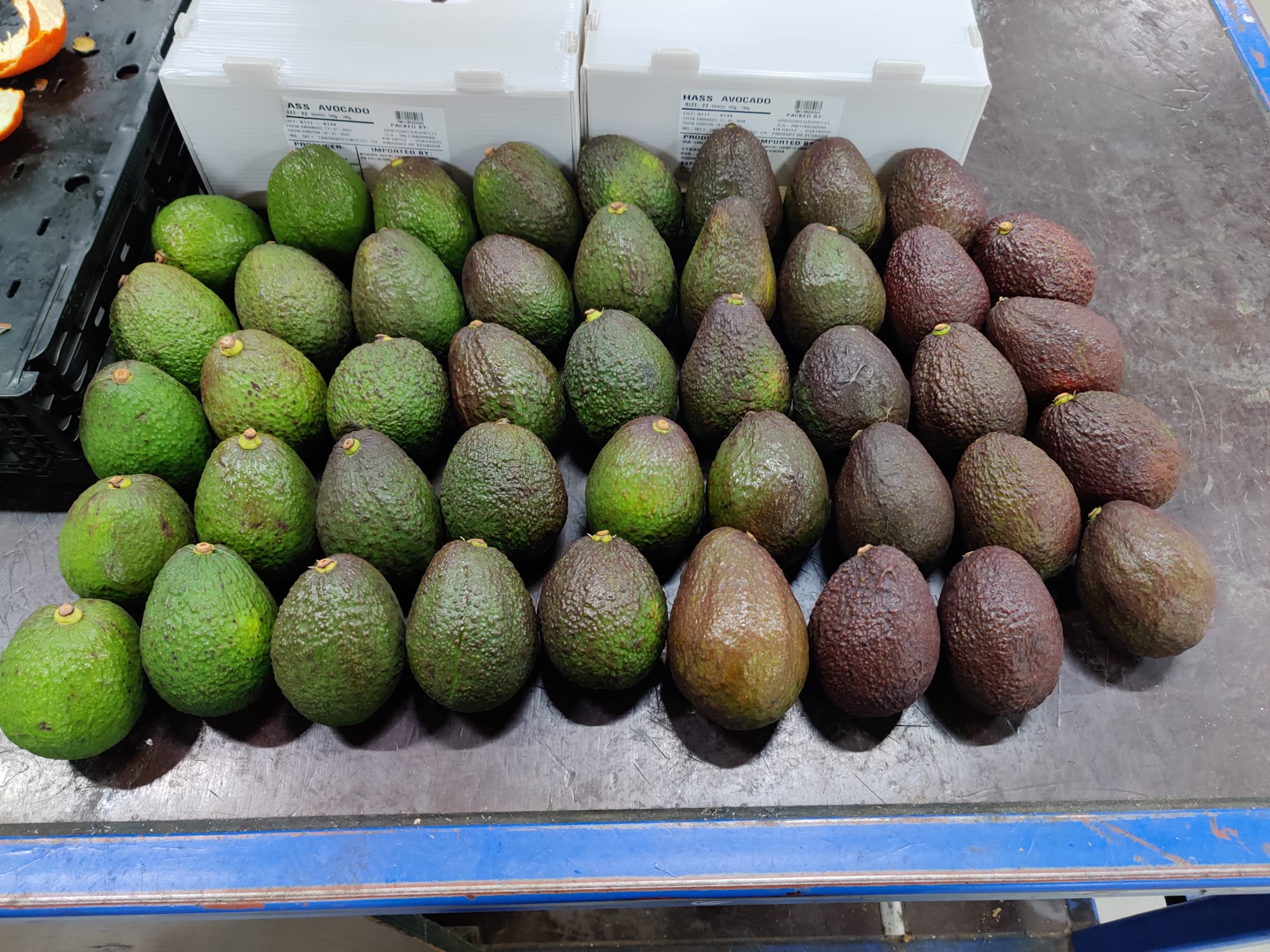 What is the Top Cause of Cargo Damage for Avocado? - Recoupex