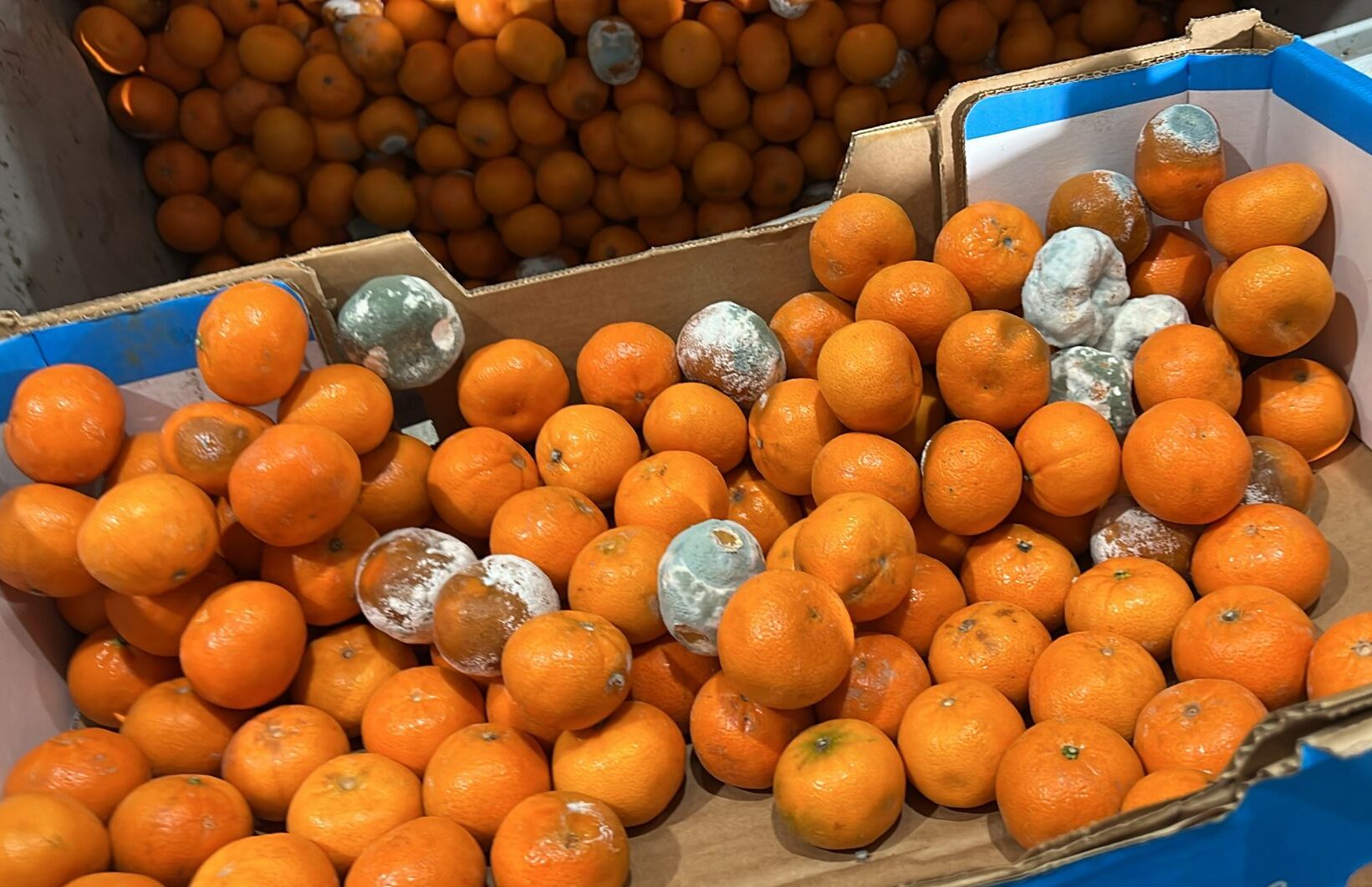 Ultimate Guide to Citrus Cargo Damage - Recoupex